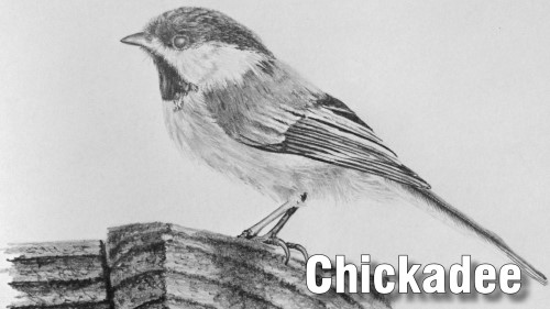 Pencil Shading Drawing Of Birds - pencildrawing2019